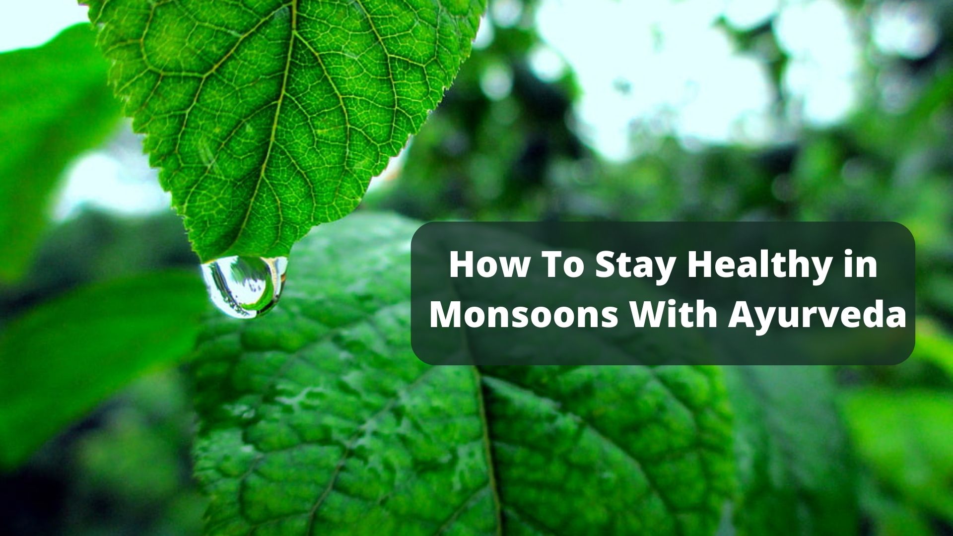 Stay Healthy in Monsoon: Health Tips to Boost Your Immunity